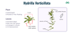 Hydrilla Plant - GeeksforGeeks