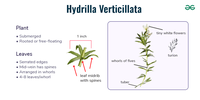 Hydrilla Plant - GeeksforGeeks