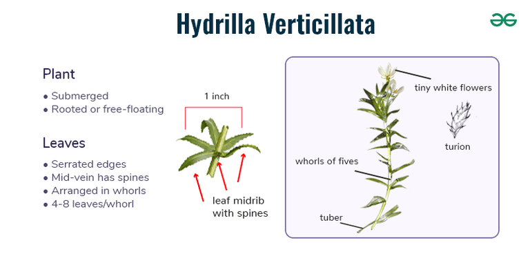 Hydrilla Plant - GeeksforGeeks