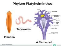 Types of Invertebrates and its Characteristics - GeeksforGeeks