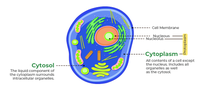 Diagram of Cytoplasm - GeeksforGeeks