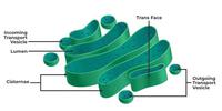 Diagram of Golgi Apparatus - GeeksforGeeks