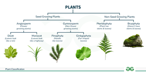 Plant Classification - GeeksforGeeks