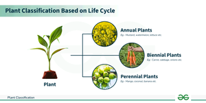 Plant Classification - GeeksforGeeks