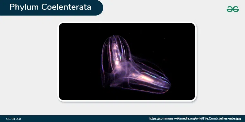 Types of Invertebrates and its Characteristics - GeeksforGeeks