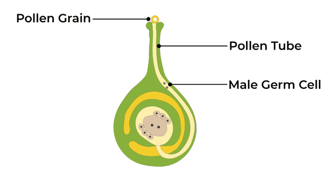 Study the Pollen Germination on Stigma Through a Permanent Slide ...