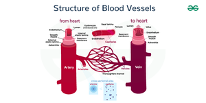 What are Blood Vessels? - GeeksforGeeks