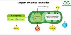 Diagram of Cellular Respiration - GeeksforGeeks