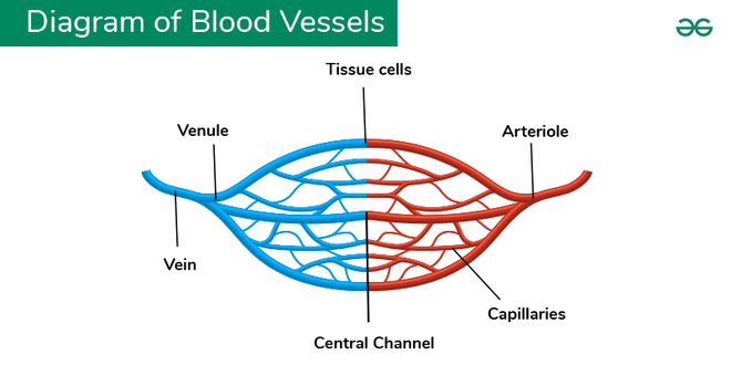 What are Blood Vessels? - GeeksforGeeks