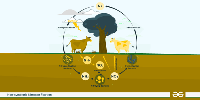 Non-symbiotic Nitrogen Fixation - GeeksforGeeks