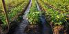 Modern Methods of Irrigation - GeeksforGeeks