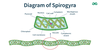 Diagram of Spirogyra - Structure and Reproduction - GeeksforGeeks