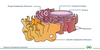Diagram of Endoplasmic Reticulum with Labelling - GeeksforGeeks