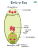 Megasporogenesis - An Overview - GeeksforGeeks