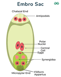 Megasporogenesis - An Overview - GeeksforGeeks