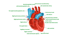 Facts About Heart - GeeksforGeeks
