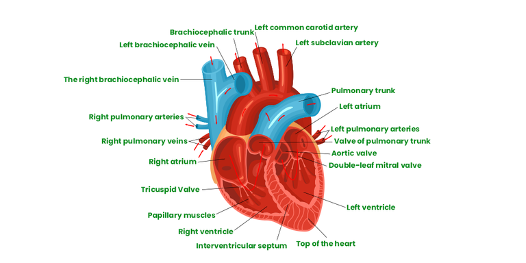 Facts About Heart - GeeksforGeeks