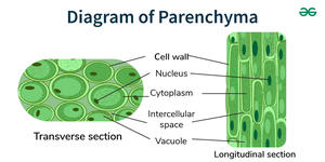 Diagram of Parenchyma Tissue - GeeksforGeeks