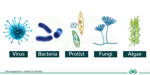 Harmful Microorganisms - Examples, Types and Harmful Effects ...