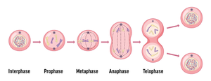 Diagram of Cell Cycle - GeeksforGeeks