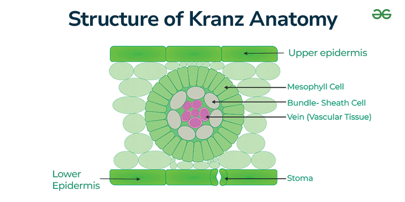 Kranz Anatomy - An Overview - GeeksforGeeks