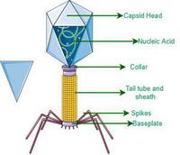 Diagram of Bacteriophage - GeeksforGeeks