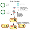 DNA Cloning - An Overview - GeeksforGeeks