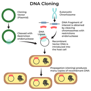 DNA Cloning - An Overview - GeeksforGeeks