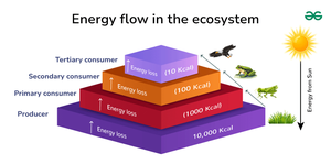 Five Levels of Ecology - GeeksforGeeks