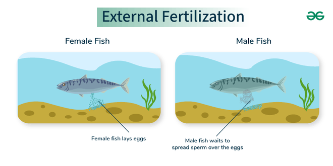 External Fertilization - An Overview - GeeksforGeeks
