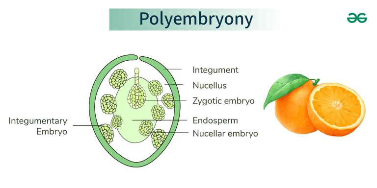 Polyembryony - Types, Causes, and Importance - GeeksforGeeks