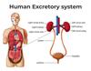 Difference Between Egestion And Excretion - GeeksforGeeks