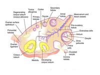 Diagram of Ovary - GeeksforGeeks