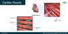 Diagram of Cardiac Muscles - GeeksforGeeks
