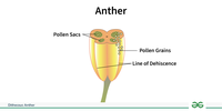 Anther - Types, Structure, and Functions - GeeksforGeeks
