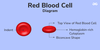 Red Blood Cells - GeeksforGeeks