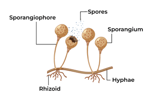 Diagram of Fungi - GeeksforGeeks