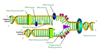 Diagram of DNA Replication - GeeksforGeeks