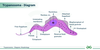 Trypanosomes - Diagram, Morphology and Life Cycle - GeeksforGeeks