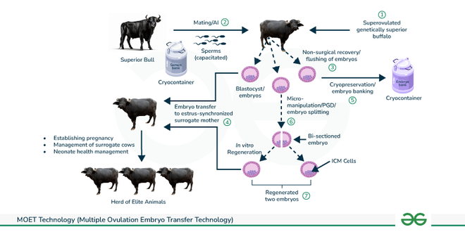 MOET Technology (Multiple Ovulation Embryo Transfer Technology ...