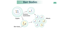 Barr Body - GeeksforGeeks