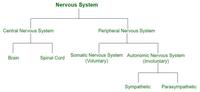 Diagram of Nervous System - GeeksforGeeks