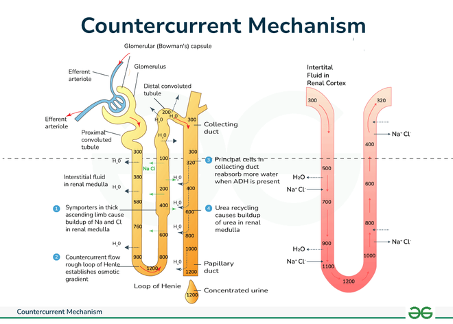 Countercurrent Mechanism - Urine Formation and Steps - GeeksforGeeks