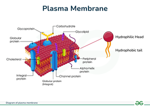 Diagram of Plasma Membrane - GeeksforGeeks
