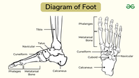 Diagram of Foot - GeeksforGeeks