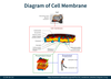 Diagram of Cell Membrane - GeeksforGeeks
