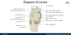 Diagram of Larynx - GeeksforGeeks
