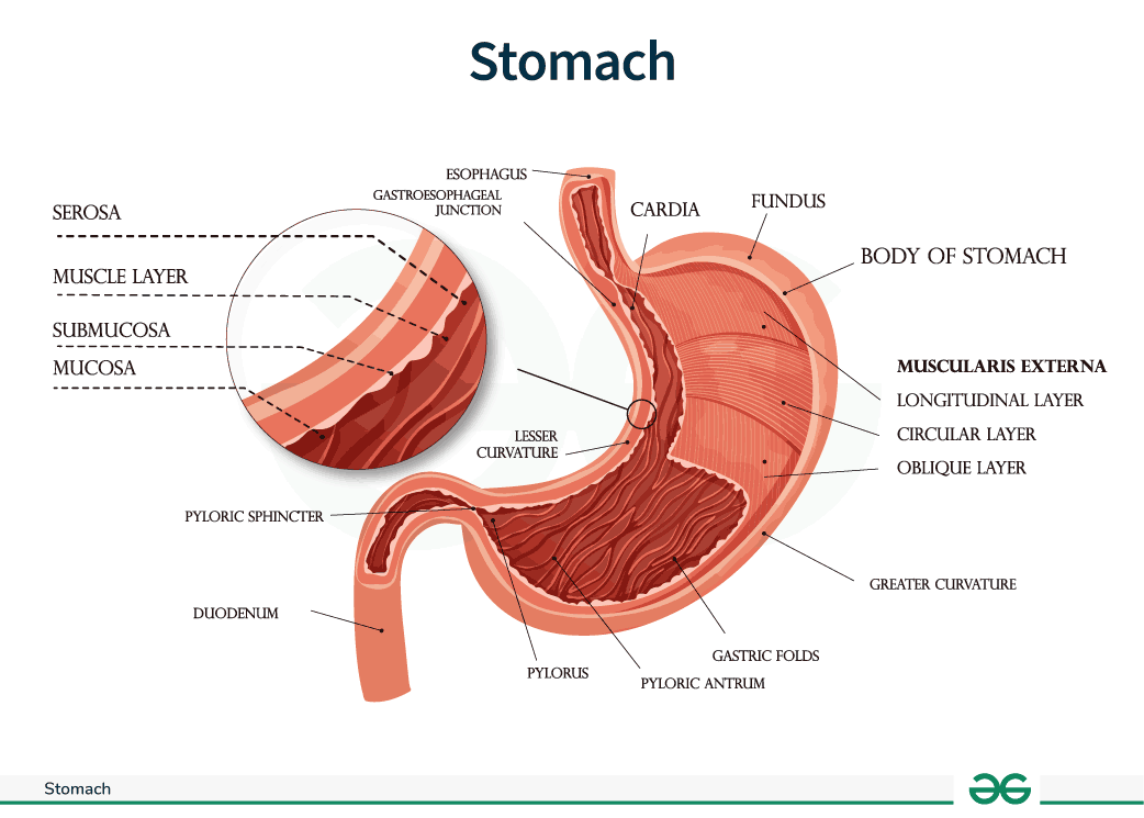 Stomach Diagram Stomach Diagram