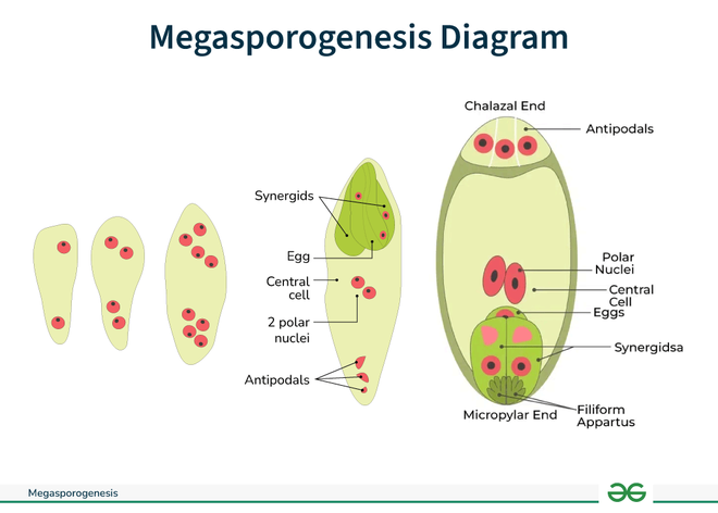Megasporogenesis - An Overview - GeeksforGeeks