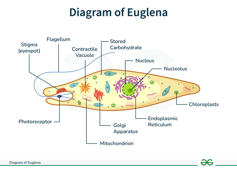 Diagram of Euglena - GeeksforGeeks